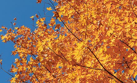 Commemorative Tree, Bench and Picnic Table Program - Municipality of ...